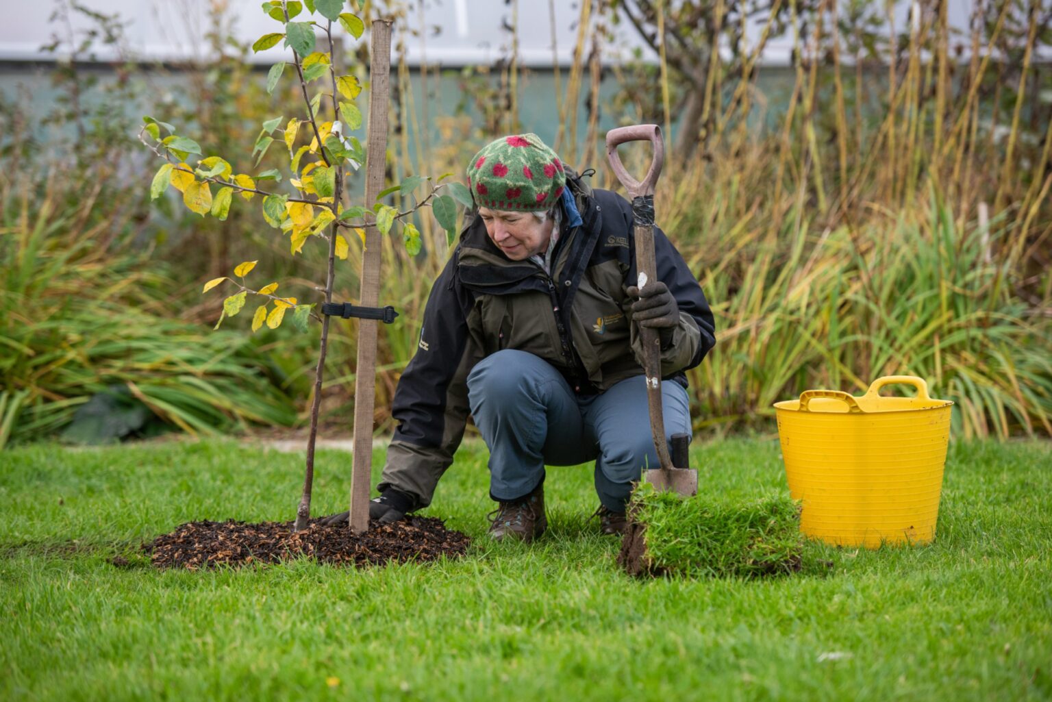 Why Fife will soon be covered by free fruit trees