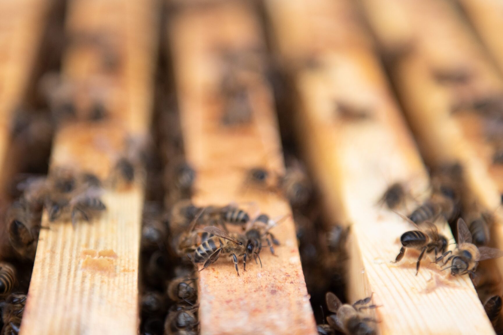 Perthshire beekeeper follows father's footsteps selling local honey