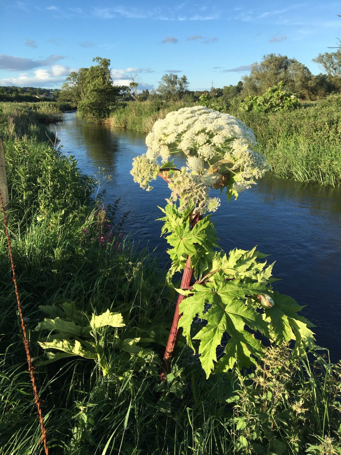Could Cupar floods be reduced by better River Eden management?
