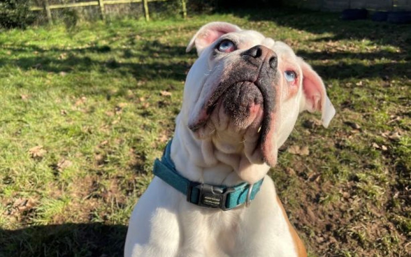 Bid to rehome deaf Dundee dog due to 'very little interest'