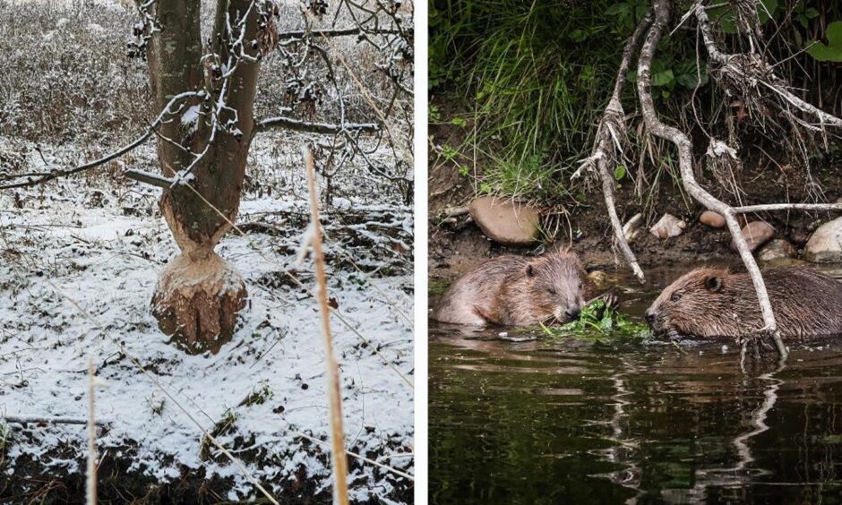 Signs of beavers spotted near the Dighty Burn in Dundee