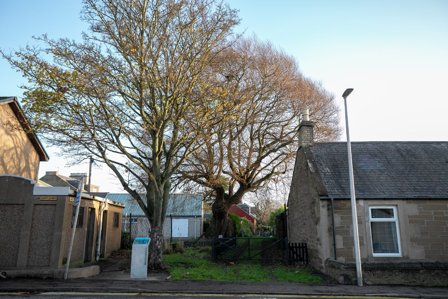 Carnoustie Dibble Tree saved from destruction after Storm Gerrit