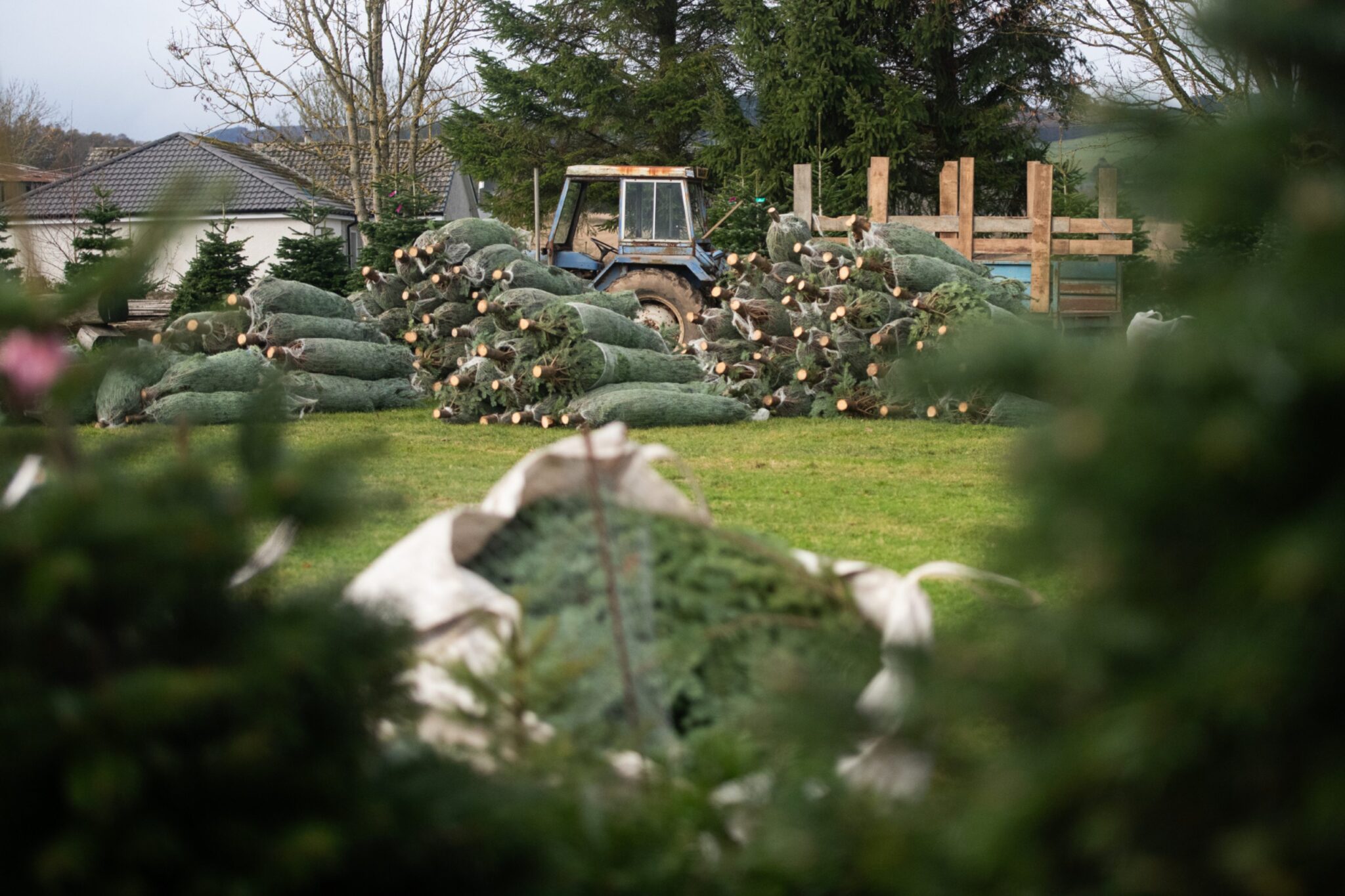 I dressed as an elf to help at Blairgowrie Christmas Tree Farm