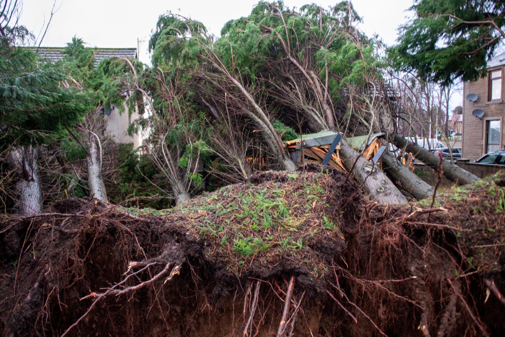 Storm Gerrit: Trees crash into row of houses in Dundee