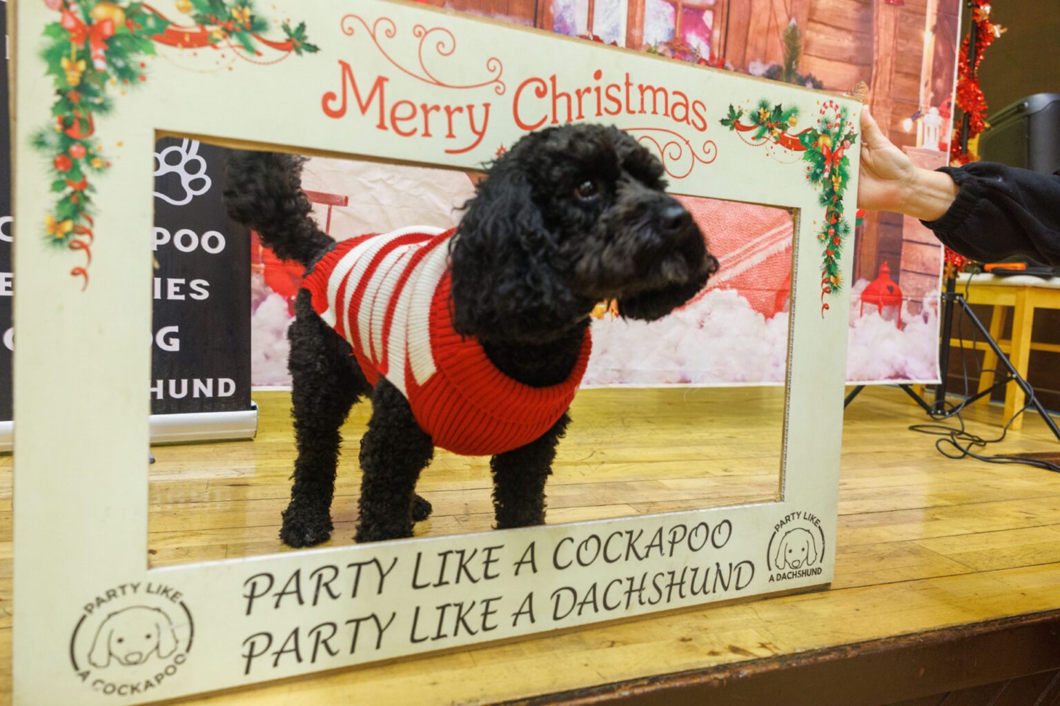 Party Like A Cockapoo: Meet Fife dog lovers behind phenomenon