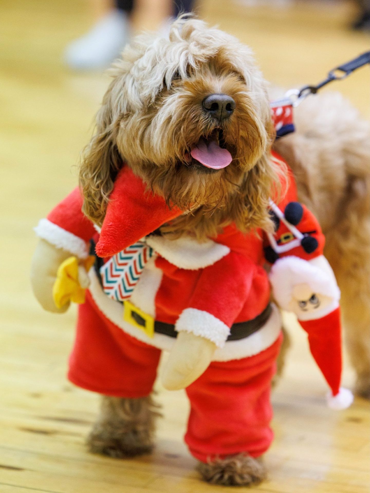 Party Like A Cockapoo: Meet Fife dog lovers behind phenomenon