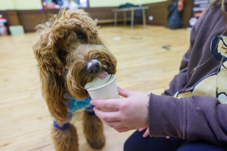Party Like A Cockapoo: Meet Fife dog lovers behind phenomenon