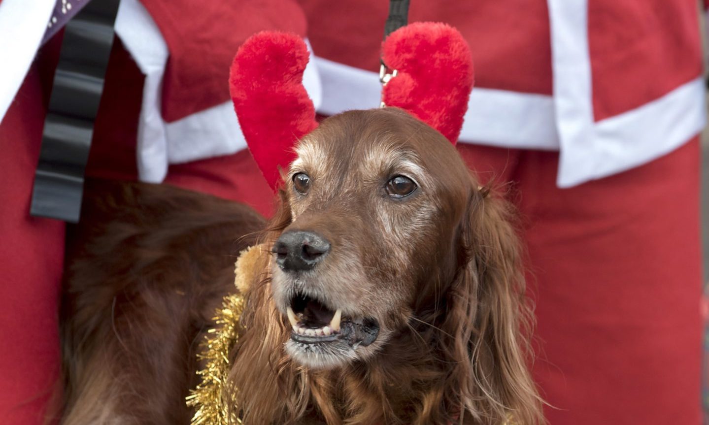 Full details: Perth set for Santa run and nativity lantern parade