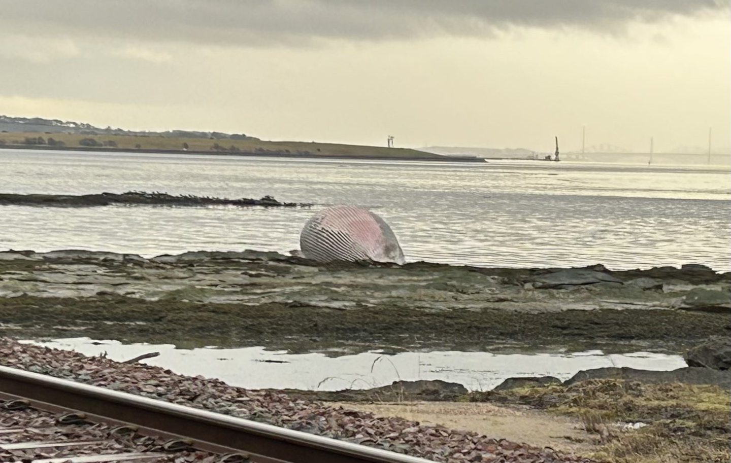 Huge fin whale washes up on beach at Culross, Fife