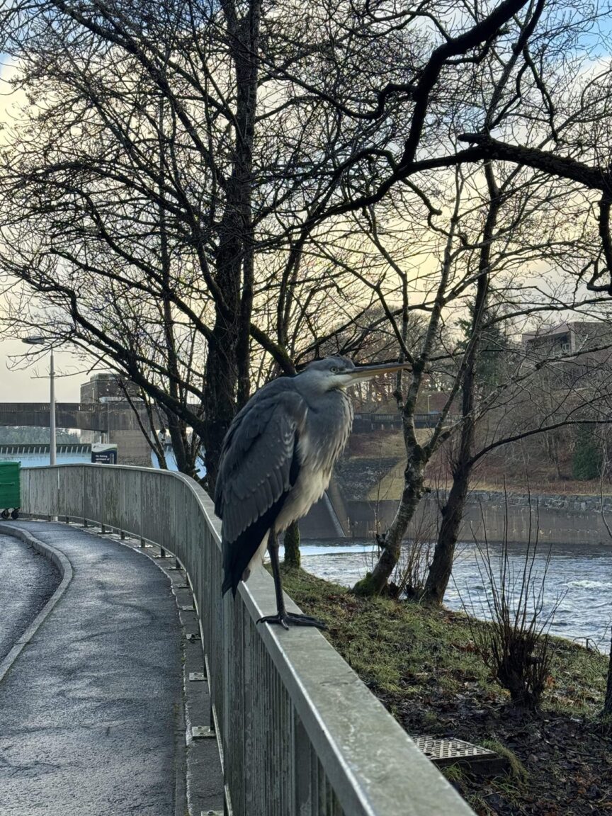 Harry the heron becomes Pitlochry's hottest tourist attraction - The ...