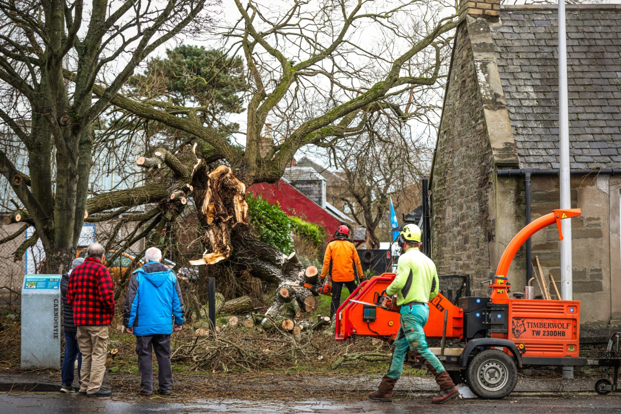 Carnoustie Dibble Tree saved from destruction after Storm Gerrit