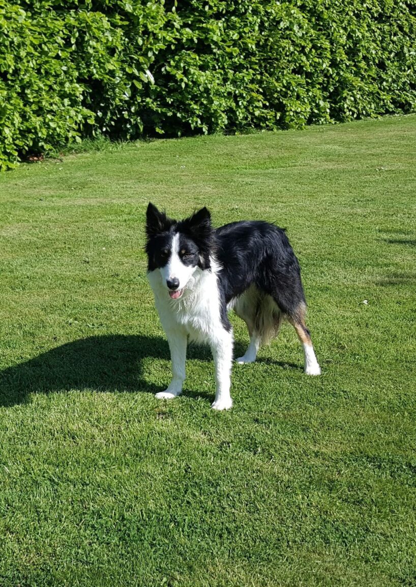 Border Collie 'fighting for her life' after attack by Staffies in Fife