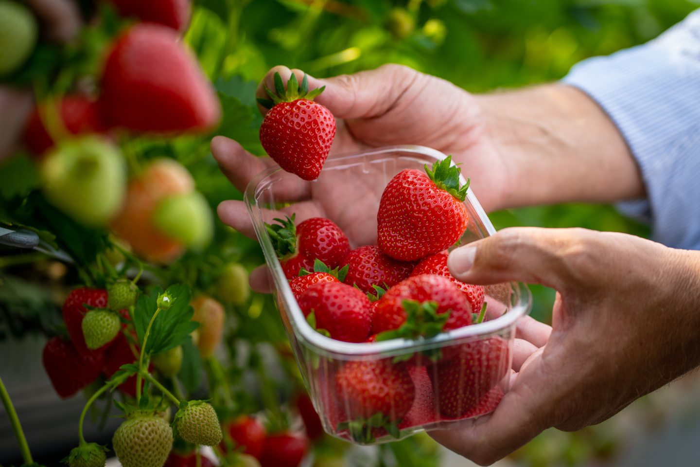 Berry nice: How Angus Soft Fruits has stayed fresh for 30 years - The ...