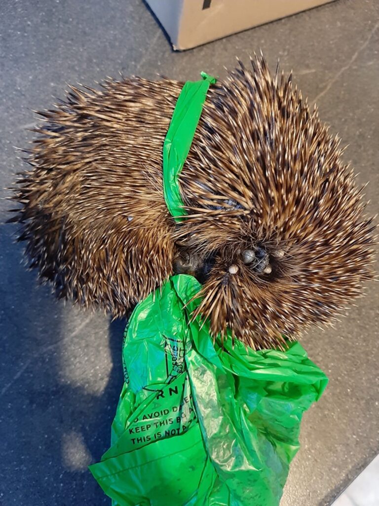 Litter warning after Fife hedgehog found tangled in dog poo bag