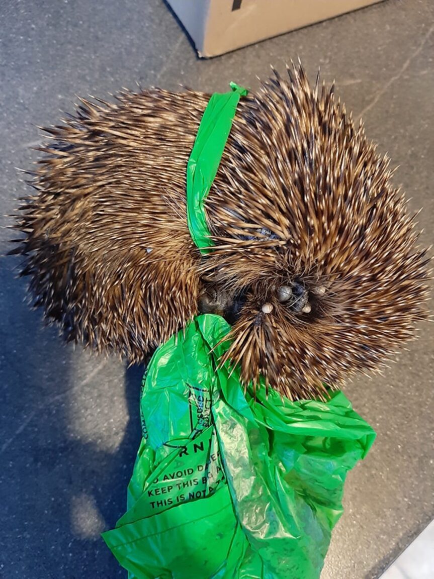Litter warning after Fife hedgehog found tangled in dog poo bag