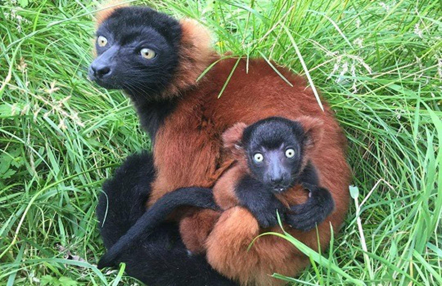 11 unusual animals to see at Blair Drummond Safari Park