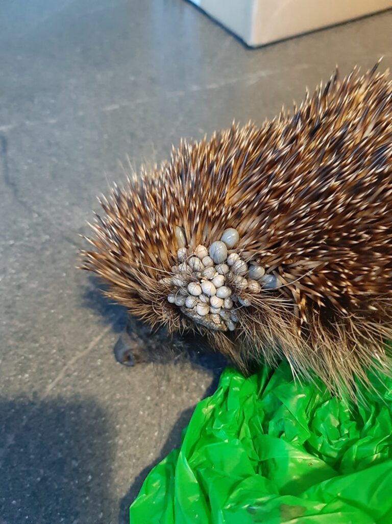 Litter warning after Fife hedgehog found tangled in dog poo bag