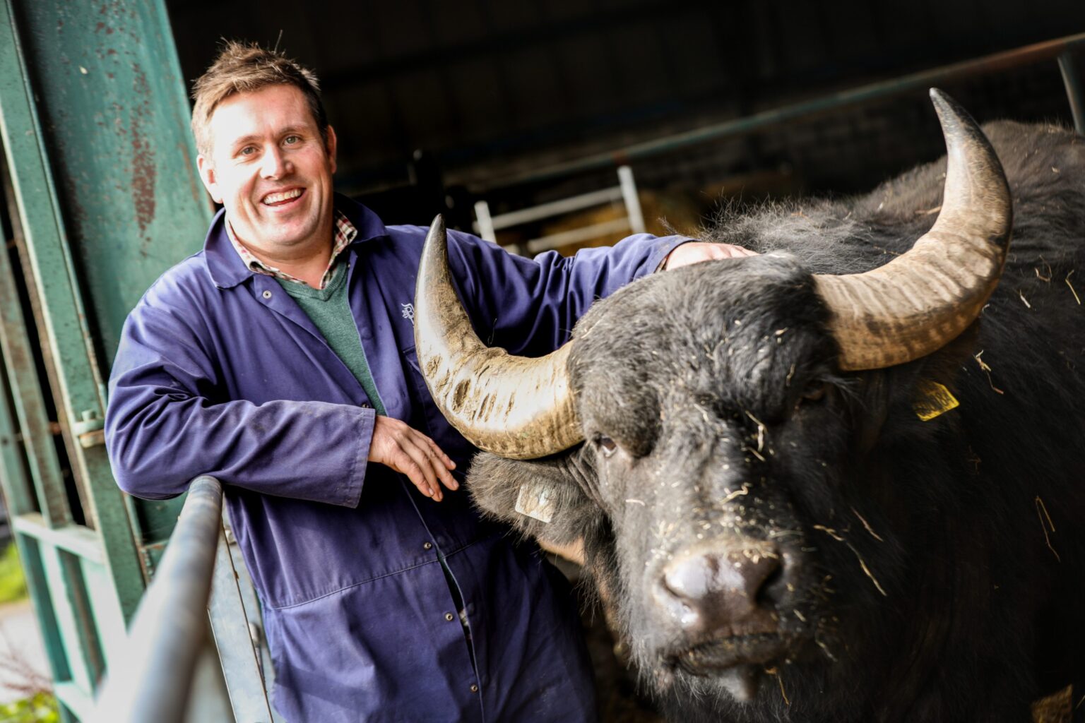 Buffalo Farm goes into administration, returns as new company