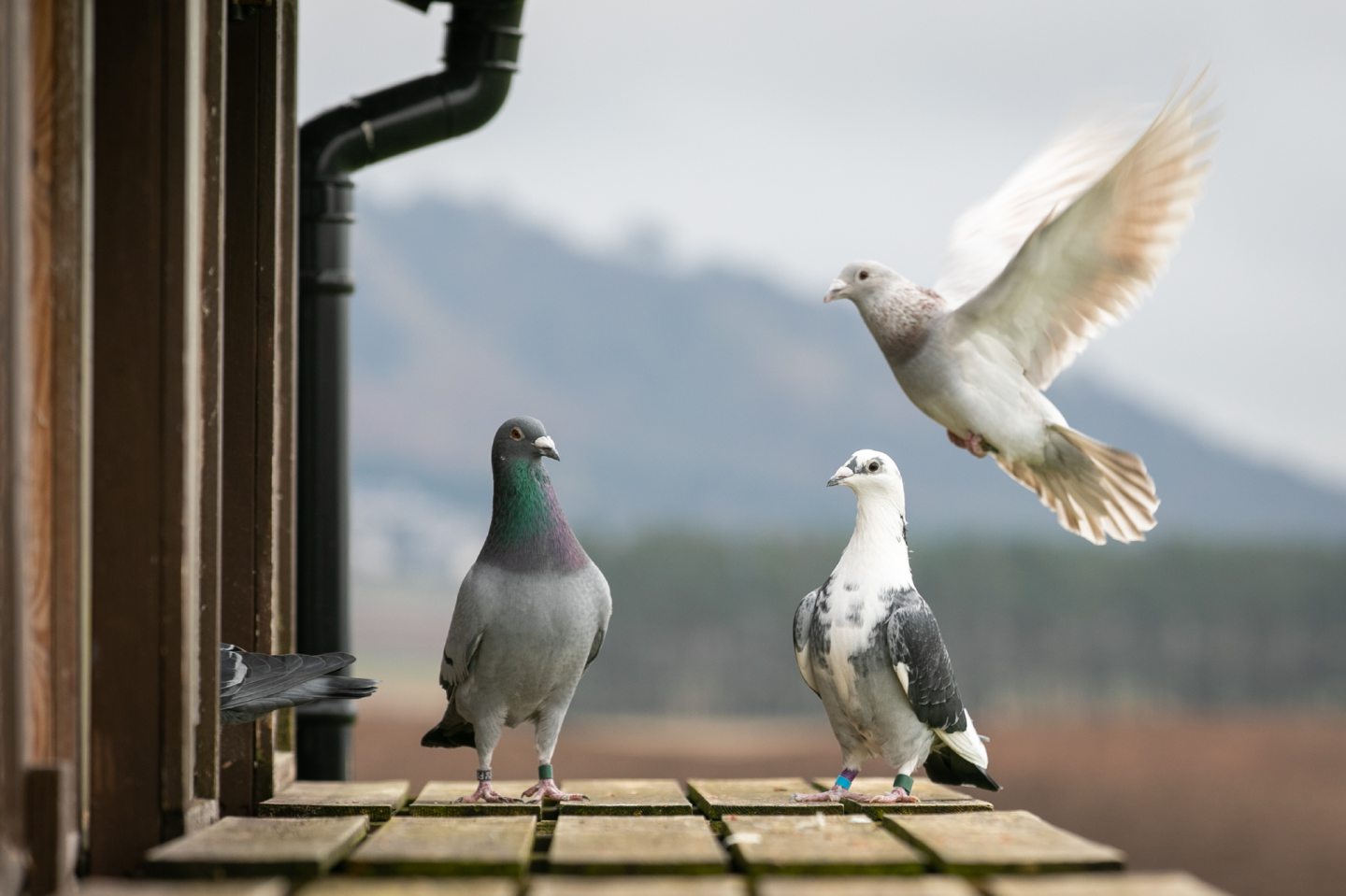 Is Kinross grandad Gordon Bell's pigeon racing sport dying?