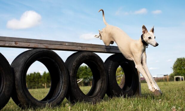 St Andrews Dog Run open and proving a hit with pet owners
