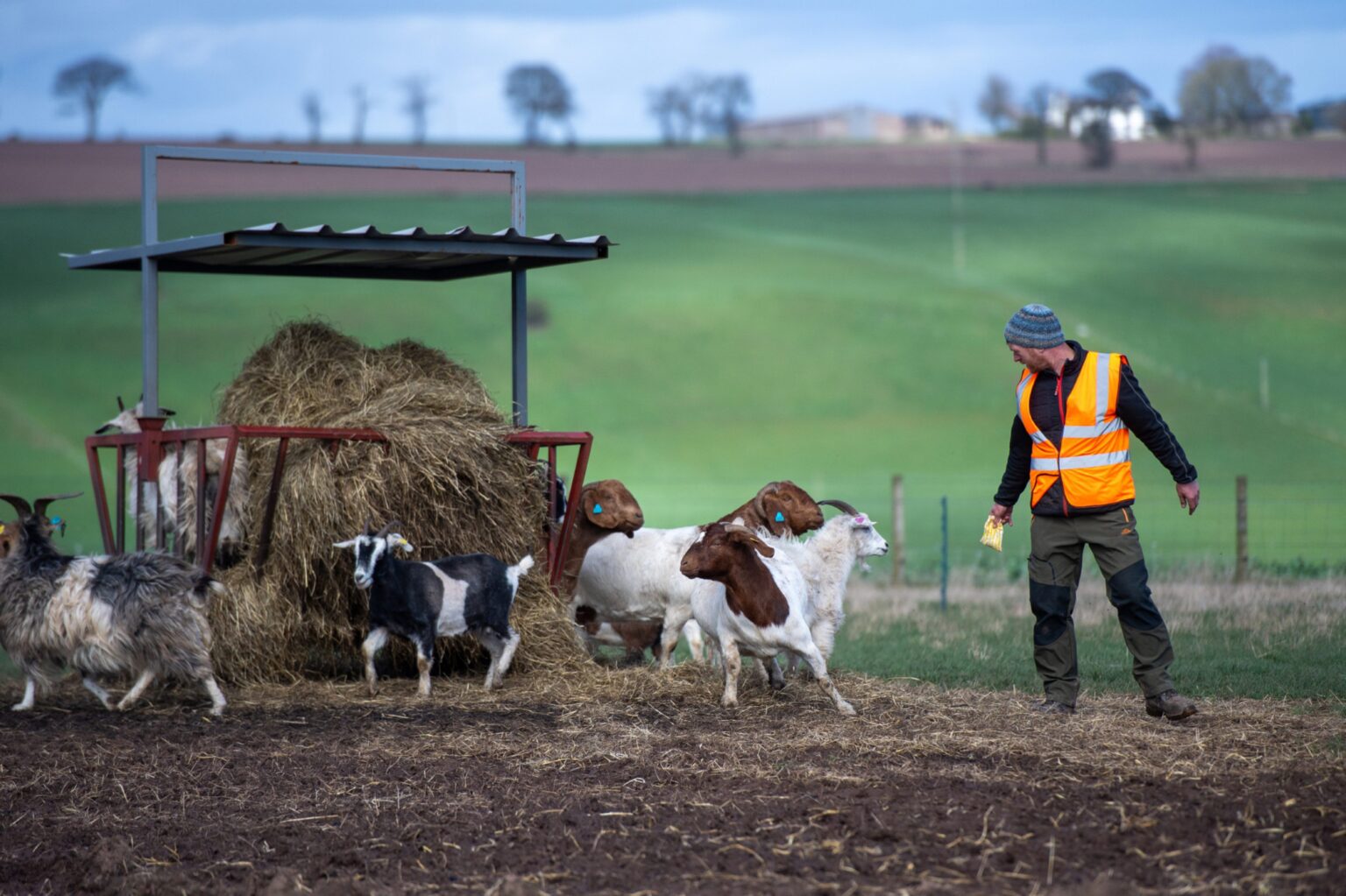 New kids on the block mess around at Angus Goats in Coats event