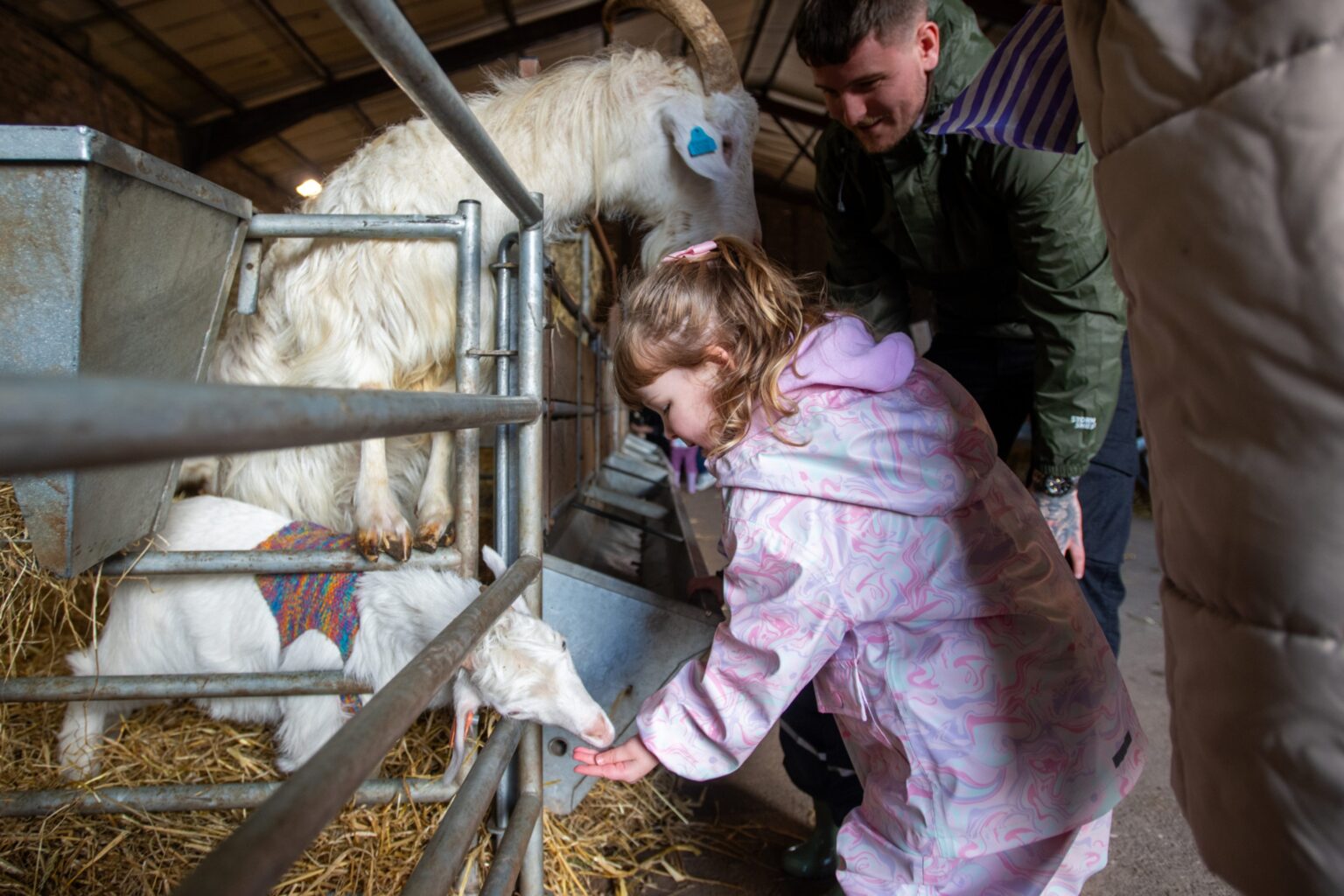 New kids on the block mess around at Angus Goats in Coats event