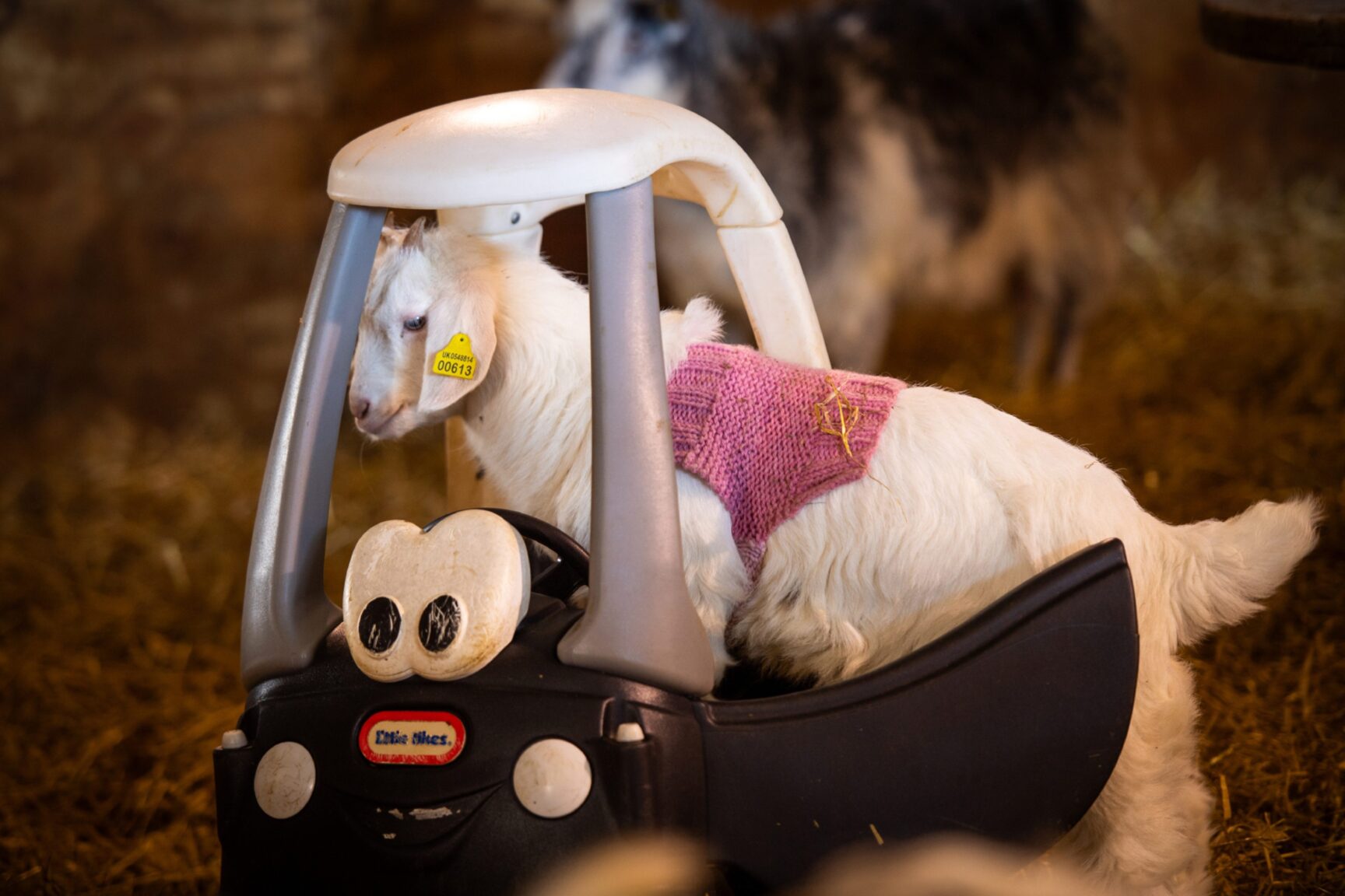 New kids on the block mess around at Angus Goats in Coats event