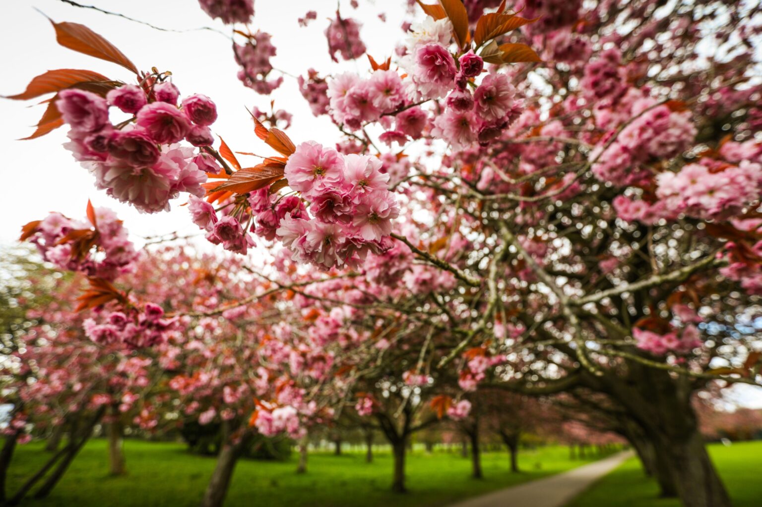 Cherry blossom blooms in Dawson Park, Broughty Ferry