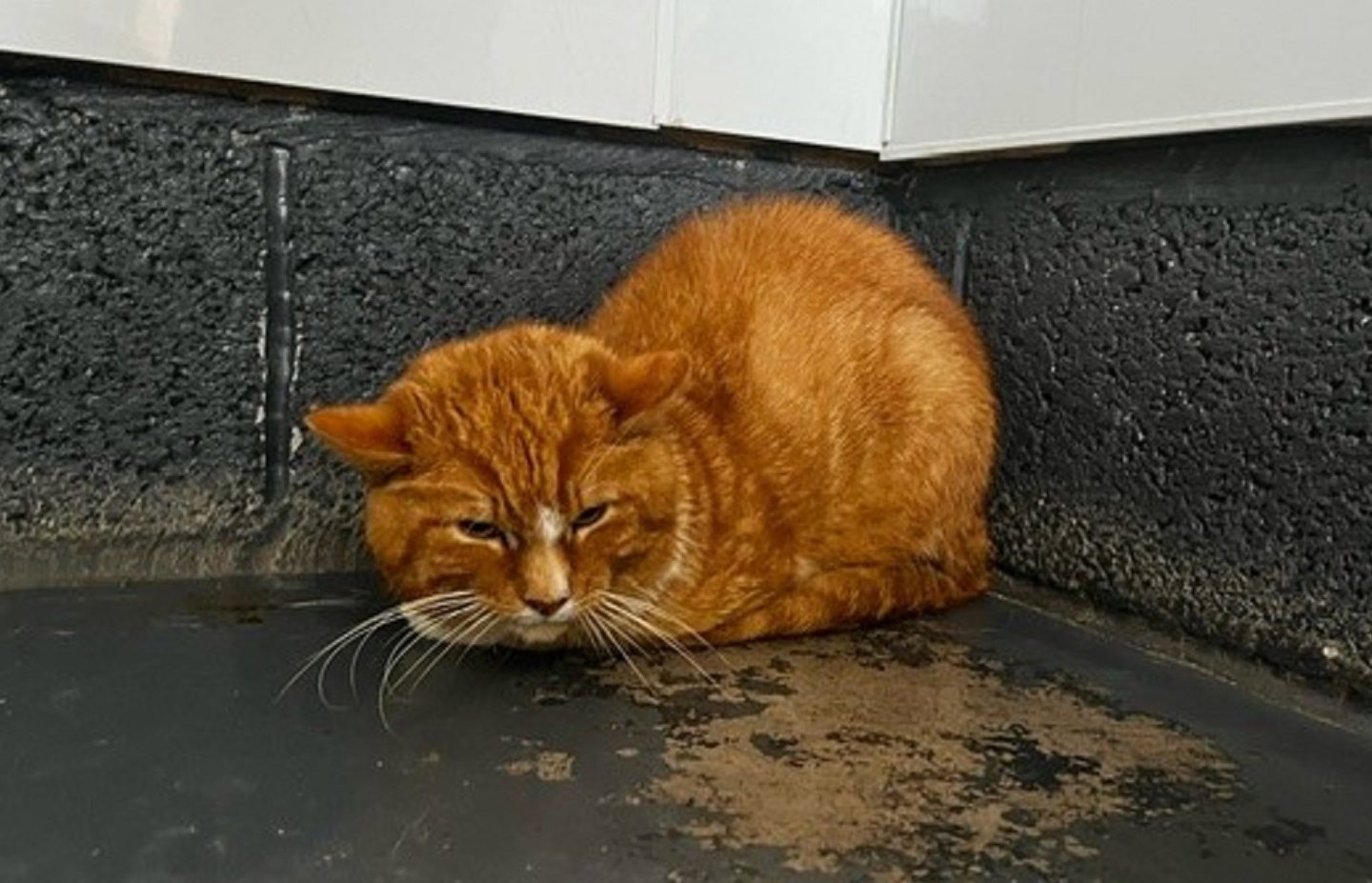 Three starving cats found abandoned in Kirkcaldy garden