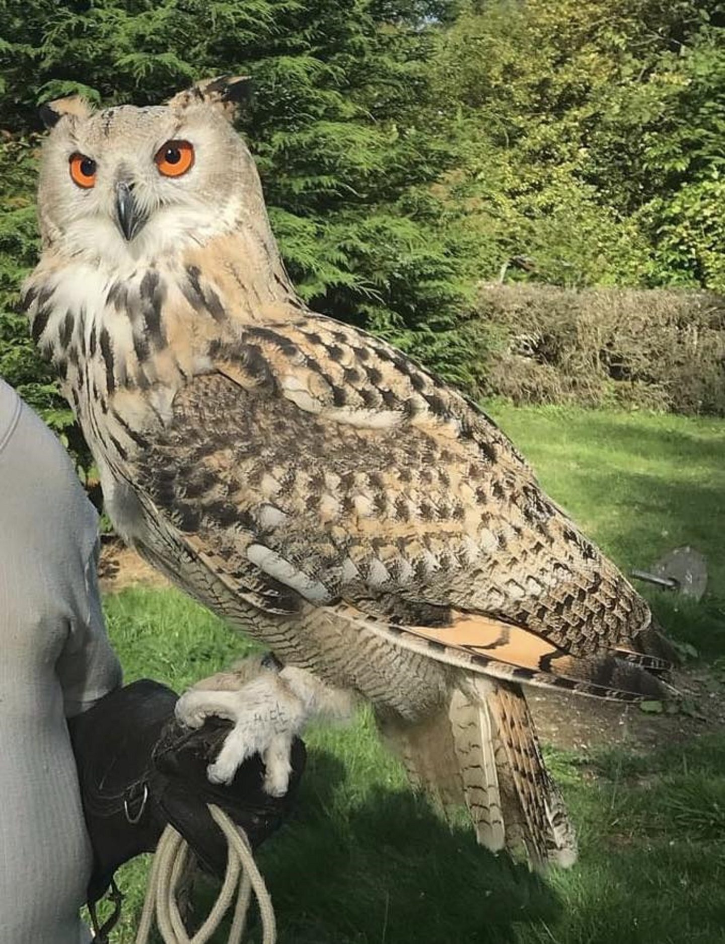 Missing Blairgowrie owl spotted sunning herself on roof of house