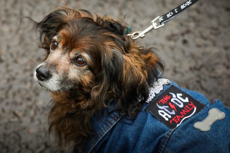 Best pictures as global AC/DC family rock Kirrie Bonfest