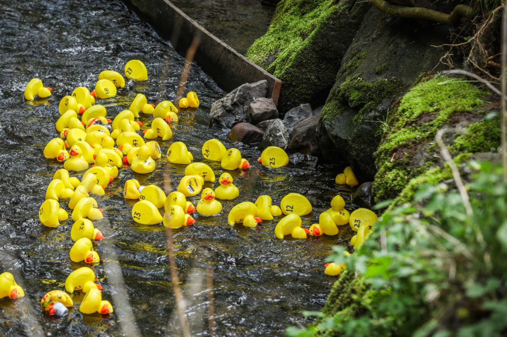 Best pictures of Barry Mill duck race family fun
