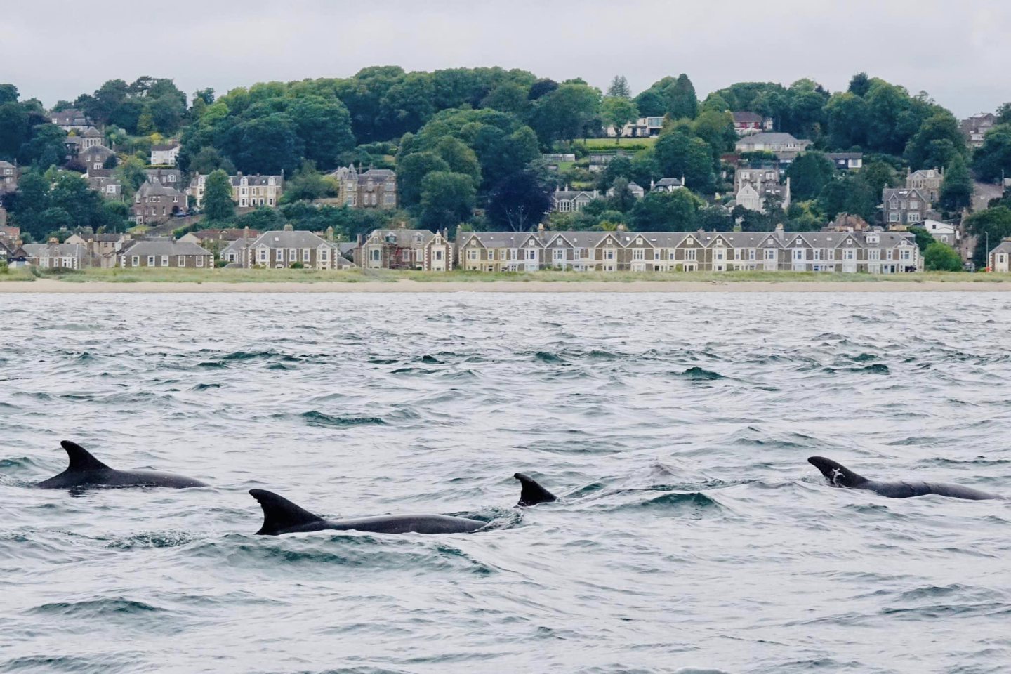 Dolphin leaps from water off Broughty Ferry in stunning picture