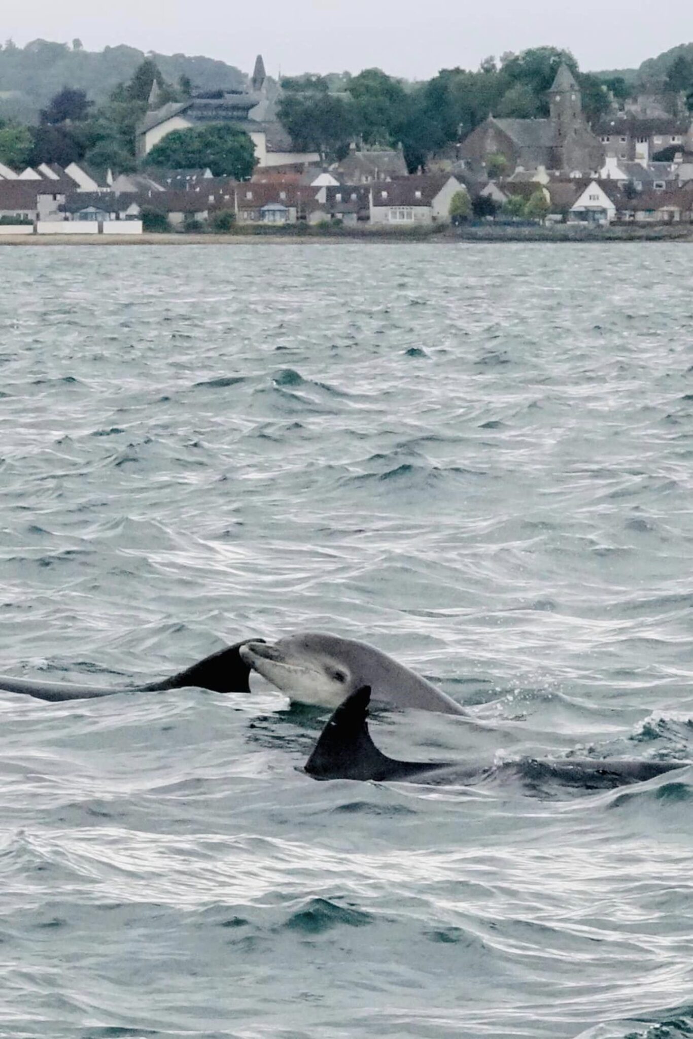 Dolphin leaps from water off Broughty Ferry in stunning picture