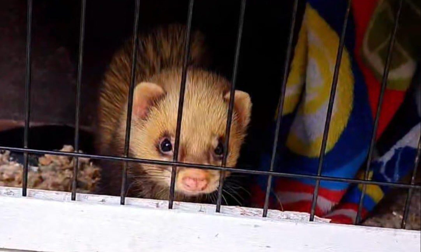 Owner fears missing Dundee ferret 'wont survive by himself'