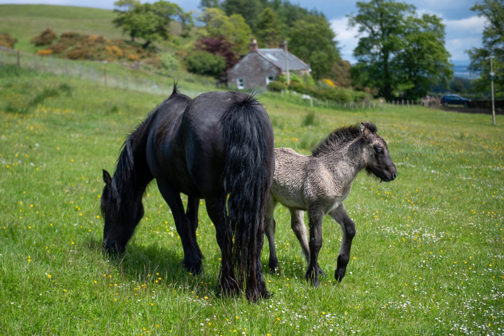 Highland pony walks and picnics launch near Angus glens