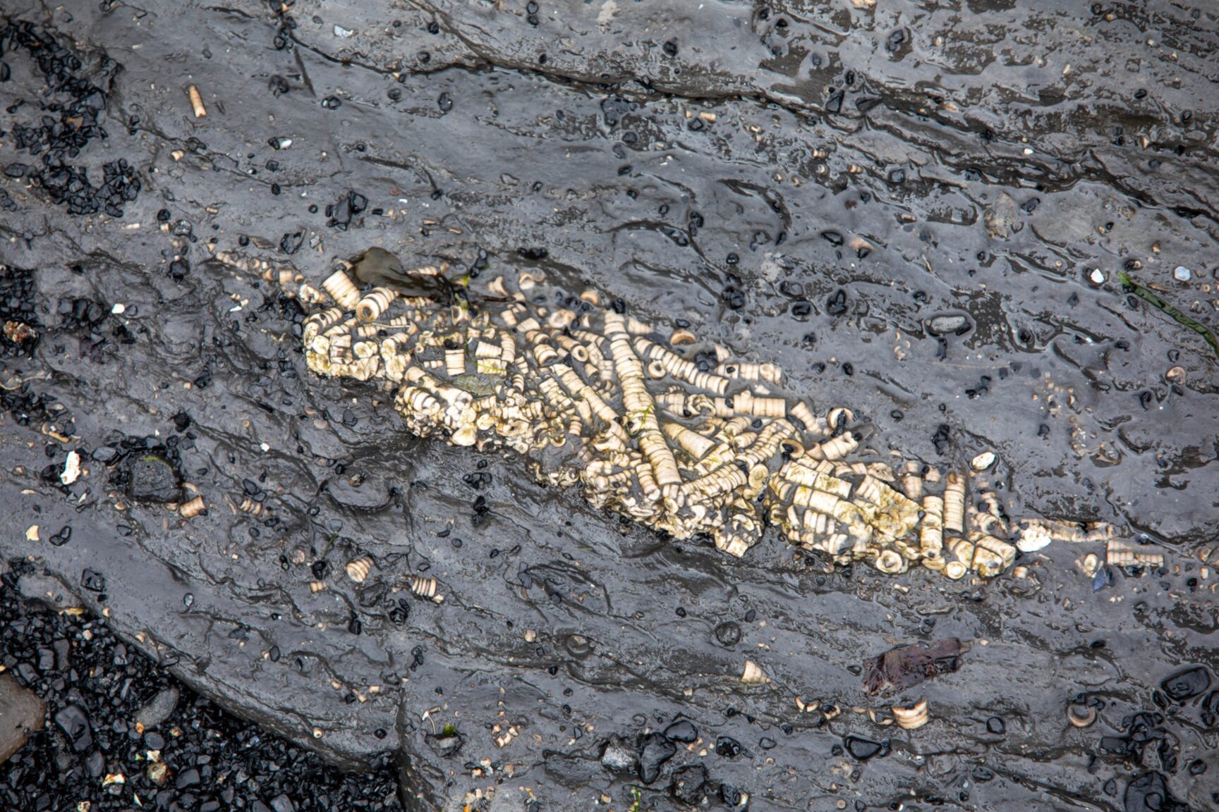 How and where to find fossils in Fife and Angus with geologist Katie