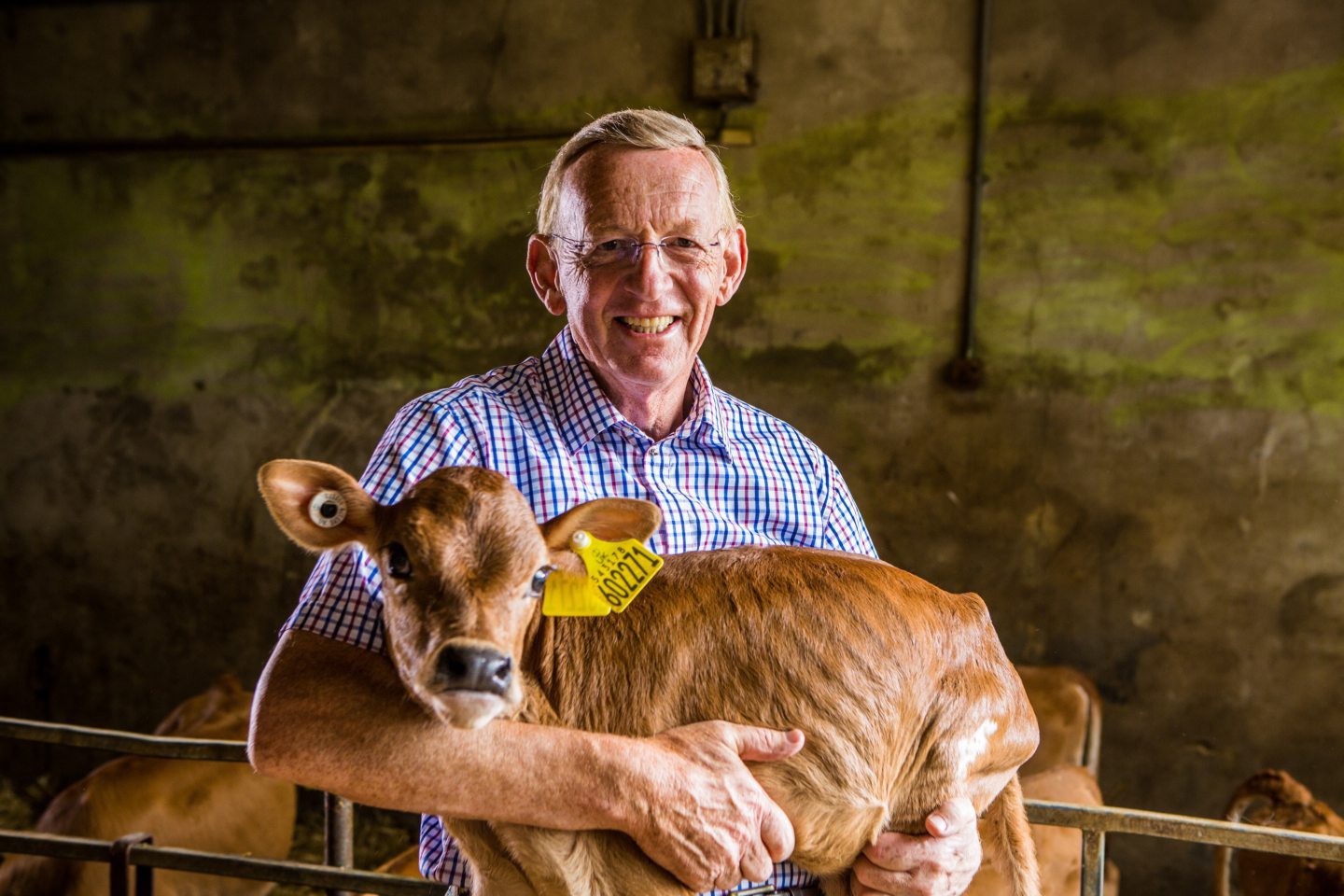 The story of Graham's Family Dairy and their Gold Top milk