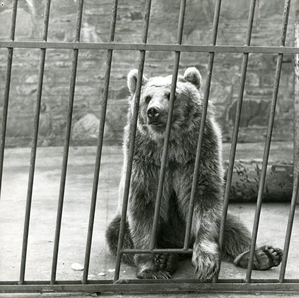 Camperdown Wildlife Centre: Images of Dundee zoo through years