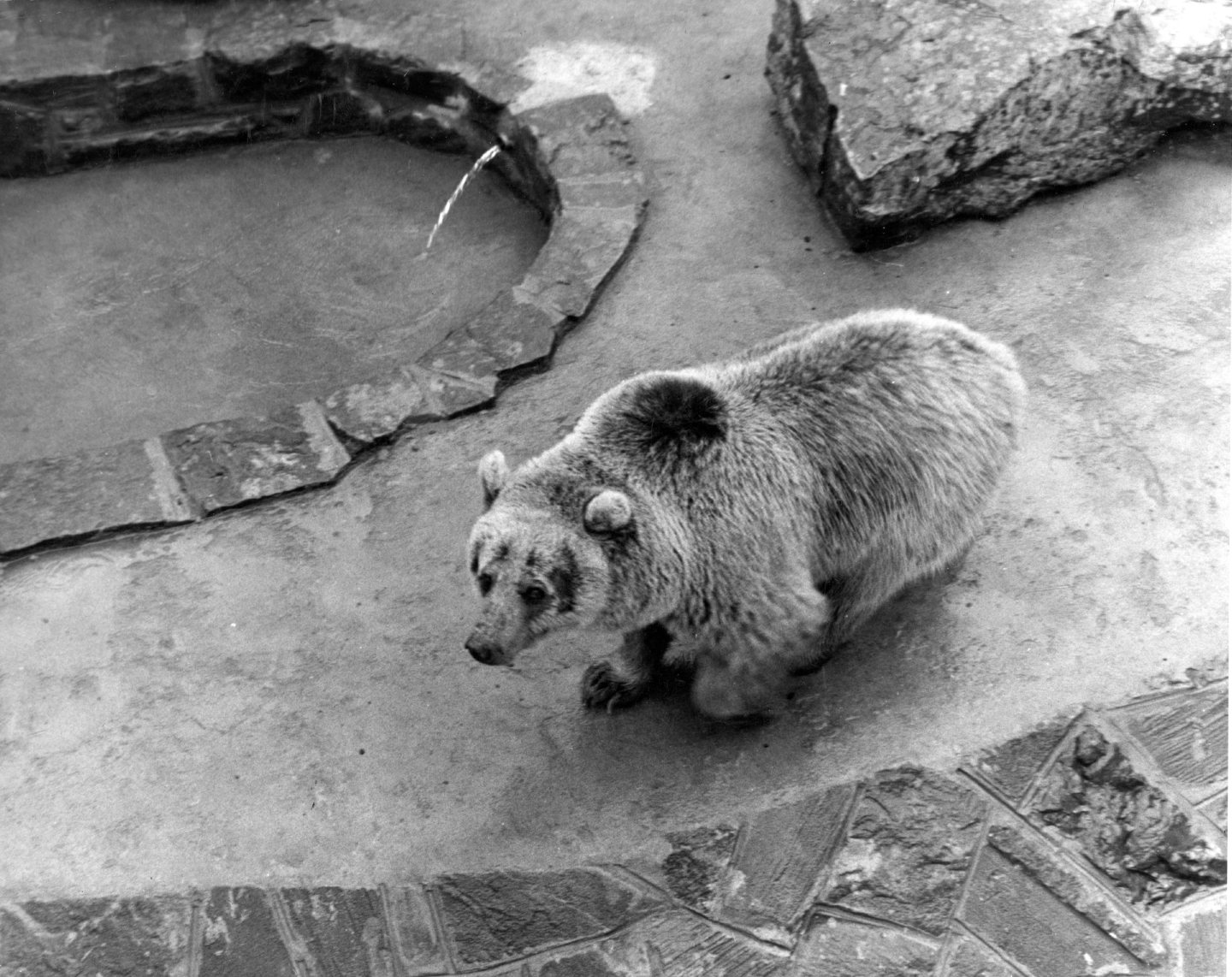 Camperdown Wildlife Centre: Images of Dundee zoo through years