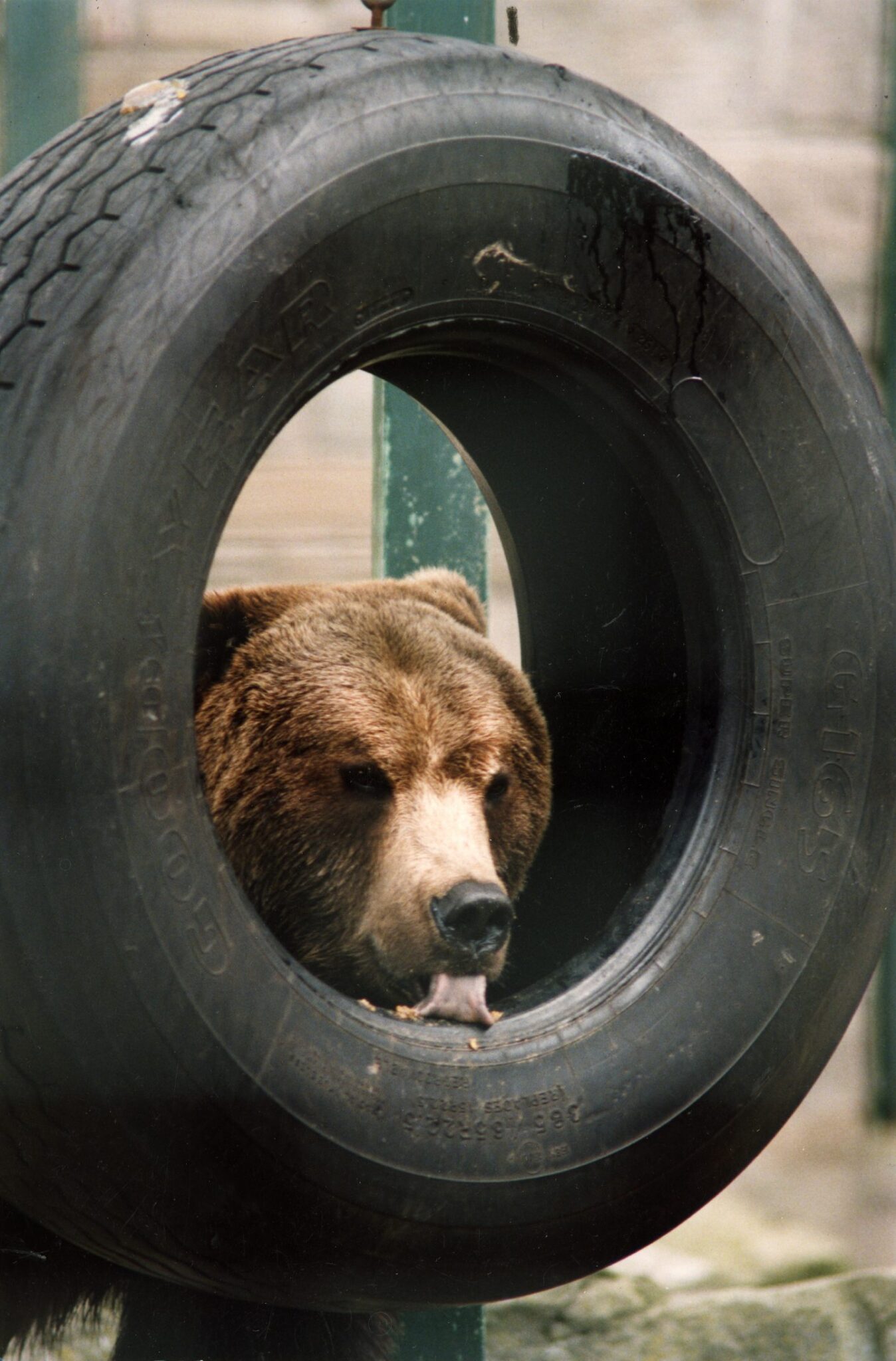 Camperdown Wildlife Centre: Images of Dundee zoo through years