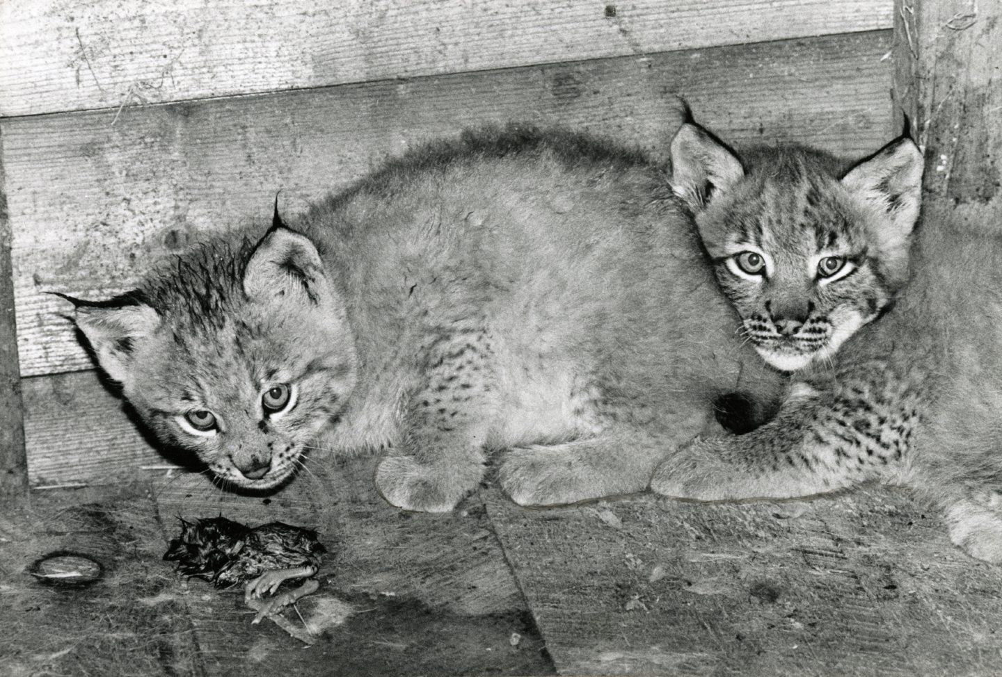 Camperdown Wildlife Centre: Images of Dundee zoo through years
