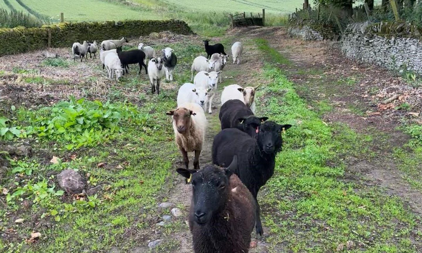 16 runaway Angus sheep found two miles away after frantic search