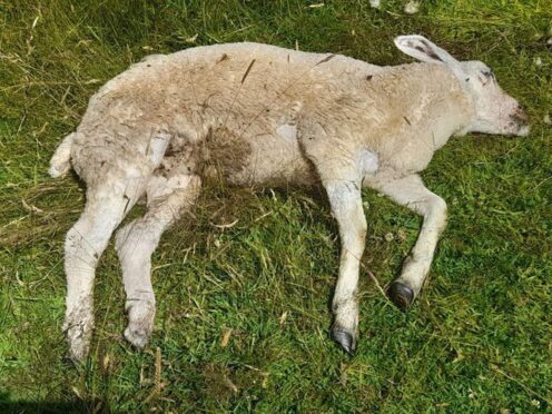 Police probe after lamb killed in dog attack at Dunblane farm