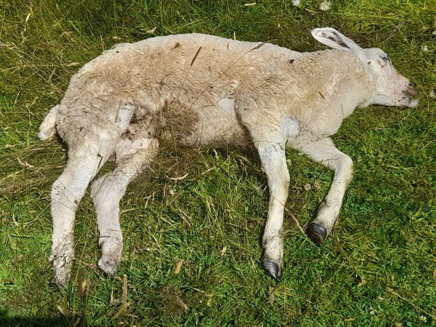 Police probe after lamb killed in dog attack at Dunblane farm