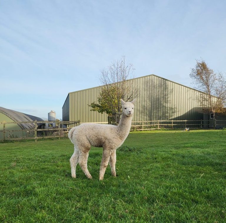 These 8 fluffy farm friends are a must-visit for animal lovers