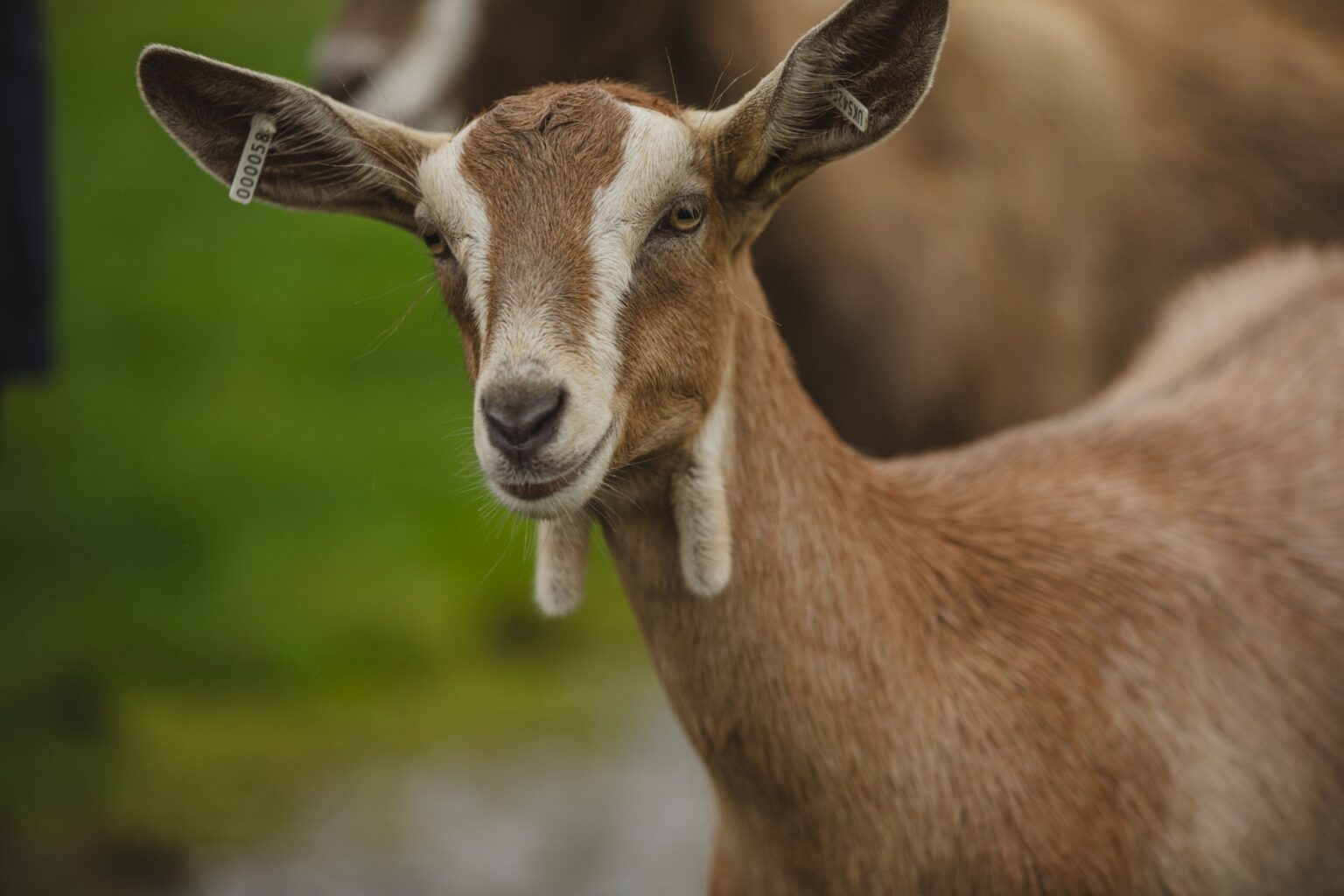 Achray Farm: Scotland's only goat milk ice cream made in the Trossachs