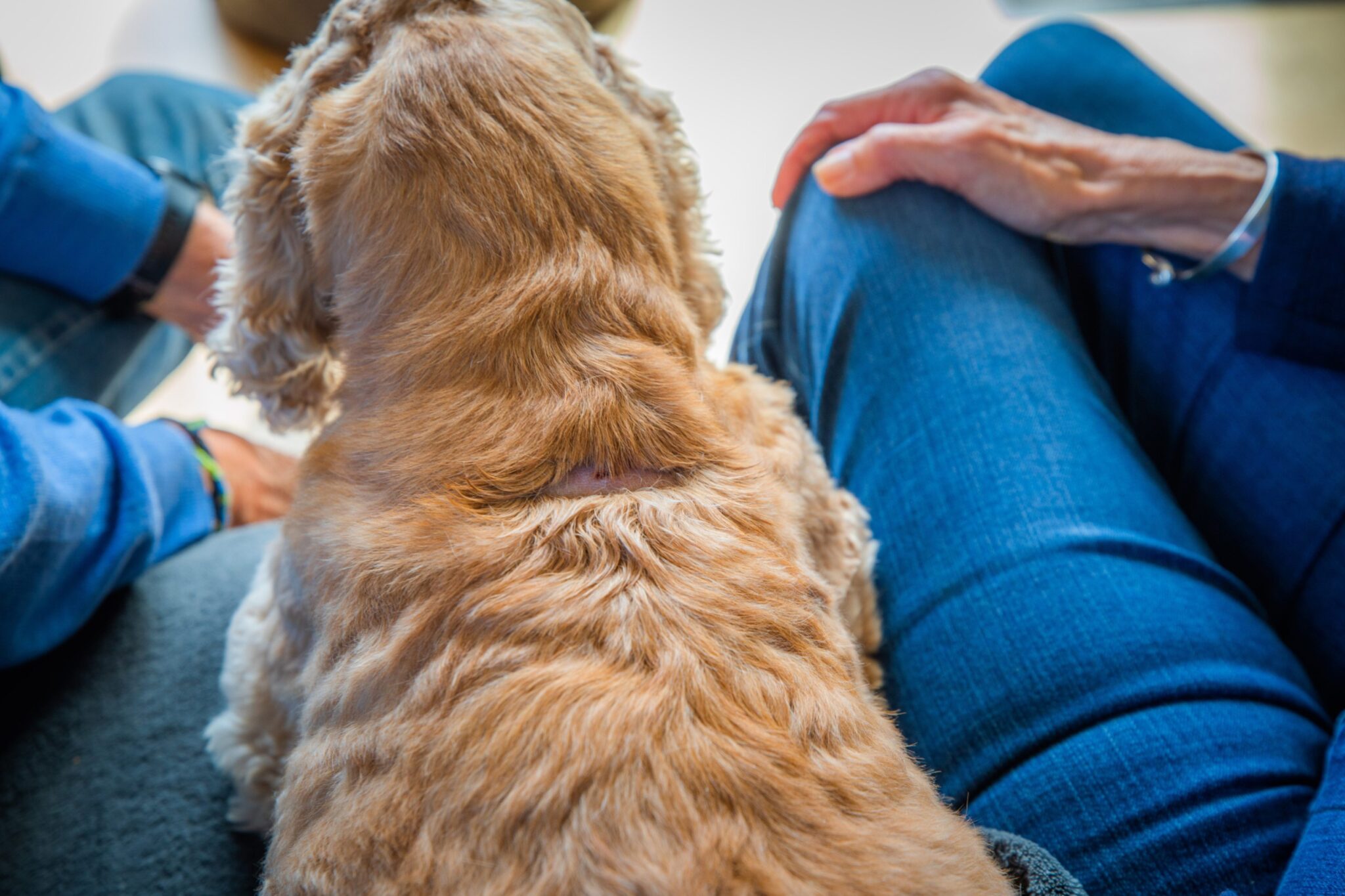 Fife dog wardens pledge action after 'vicious' Cupar dog attack - The ...