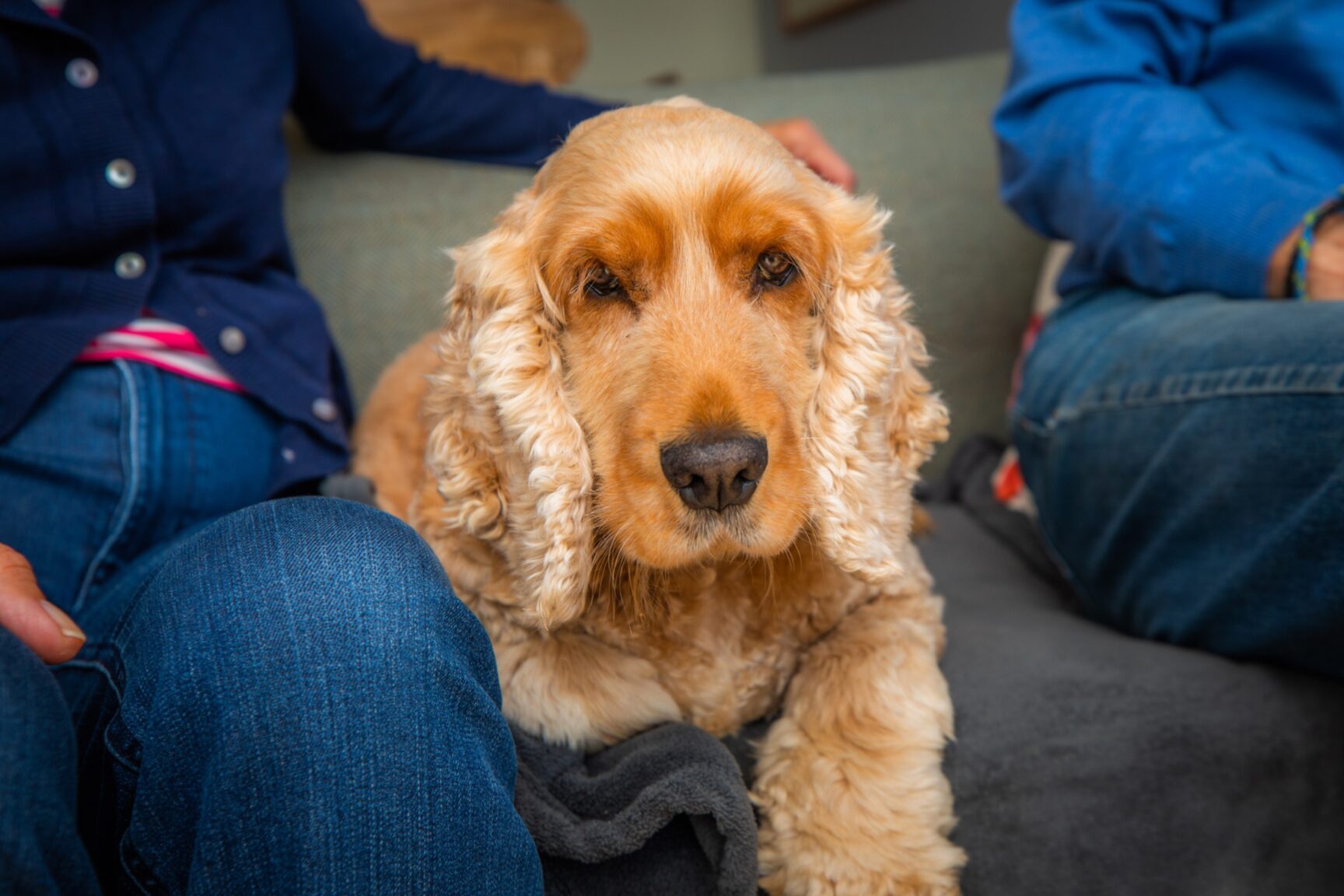 Cupar man, 80, punched Mastiff to stop attack on cocker spaniel