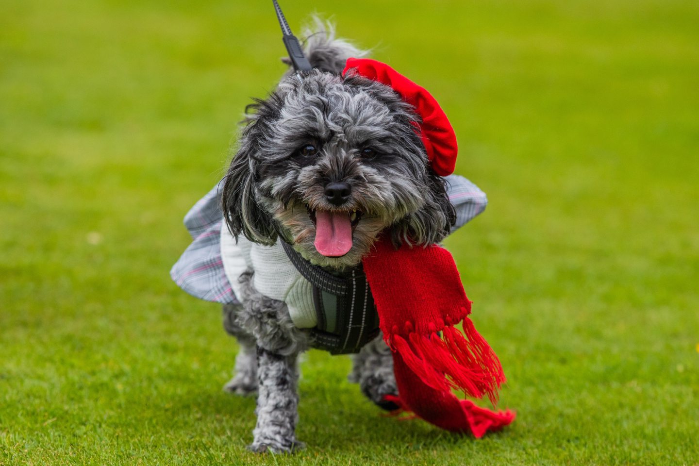 Scrufts: PADS charity dog show in photos